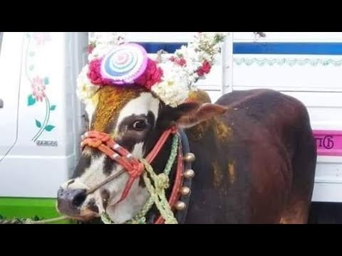 Eruthu kattu videos - YouTube