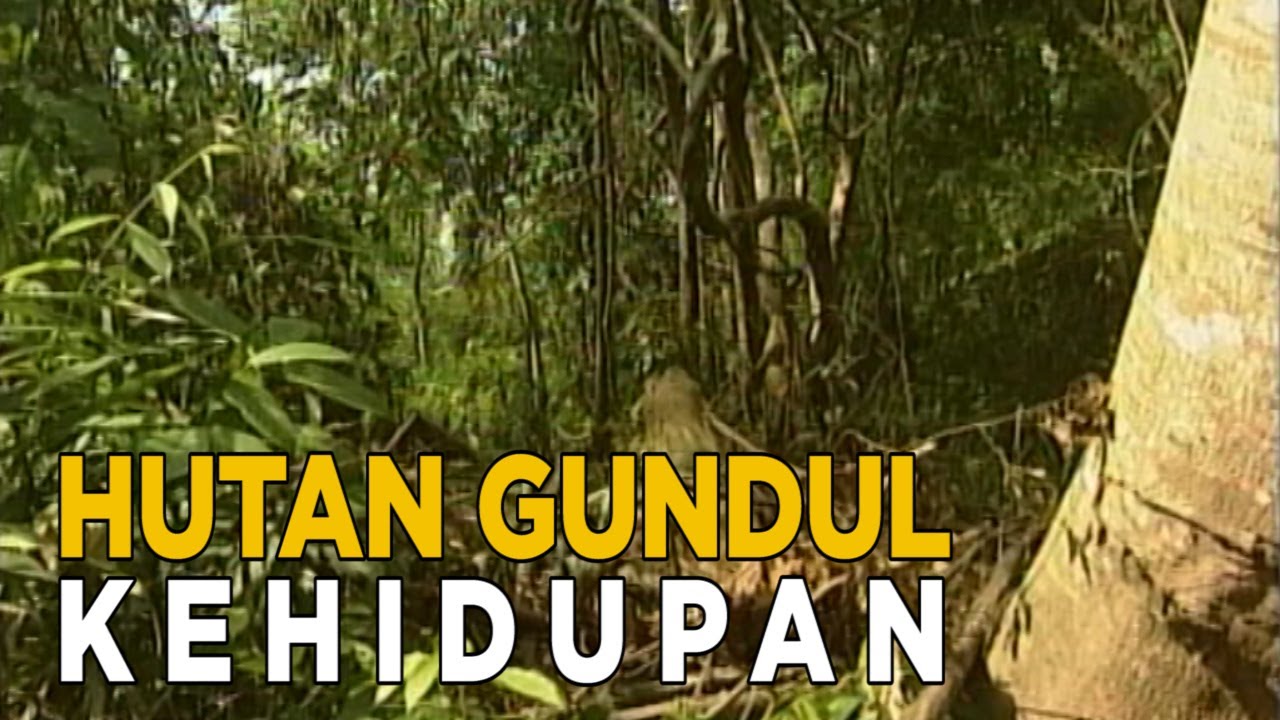 Hutan gundul pupuskan kehidupan | JELAJAH - YouTube