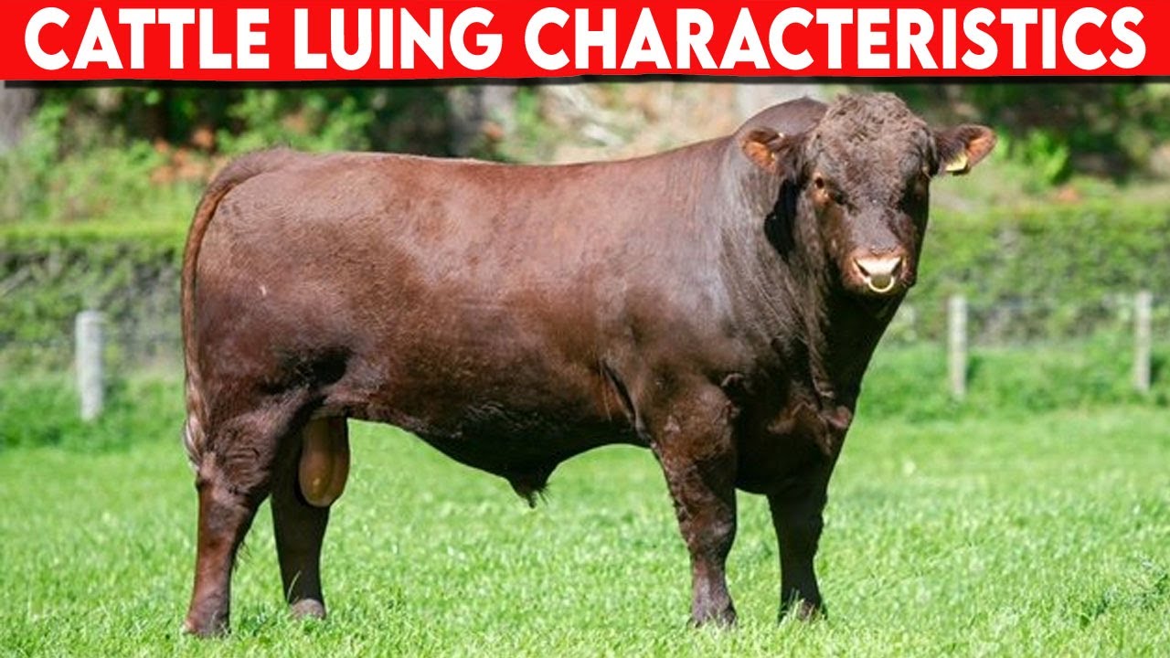 ⭕ Cattle Breeds LUING Characteristics Cattle LUING / Bulls LUING - YouTube