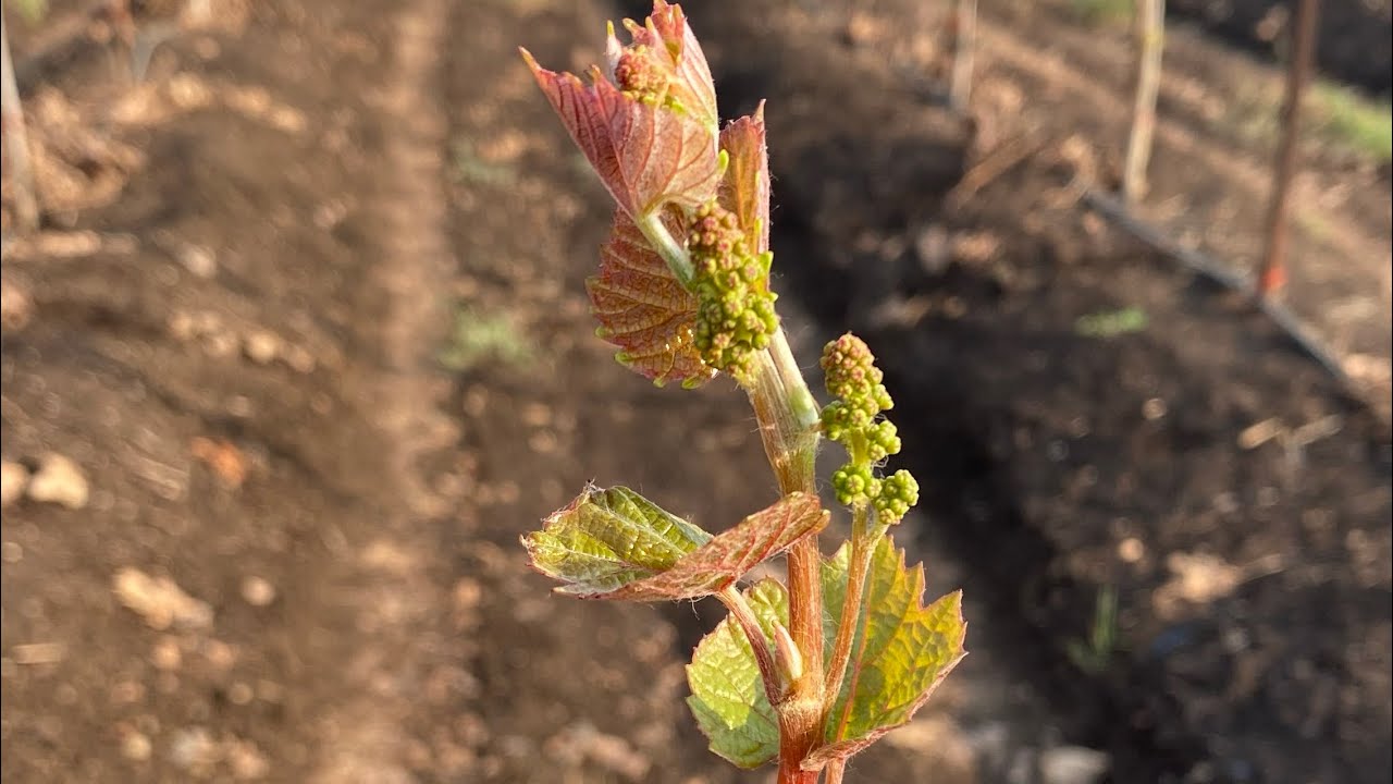 How to select proper root stock for grapes /आता आपल्या द्राक्षांसाठी ...