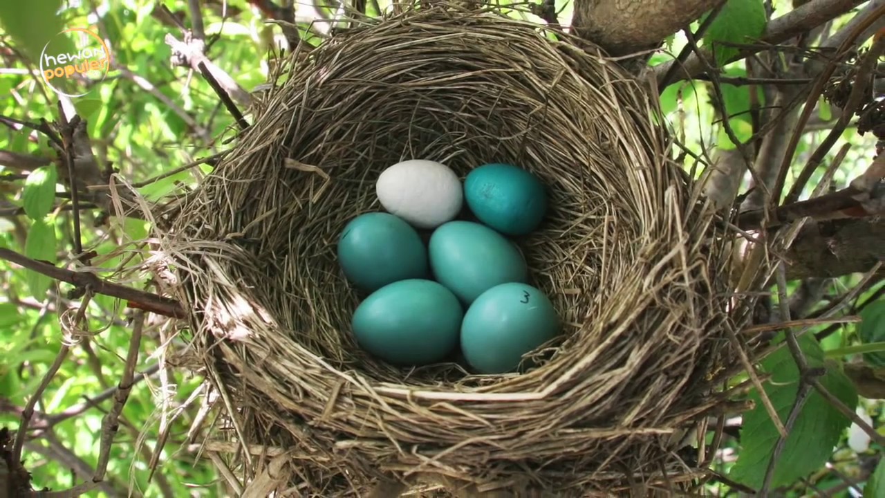 5 Penampakan Makhluk Mitologi Yang Membuktikan Keberadaannya - YouTube