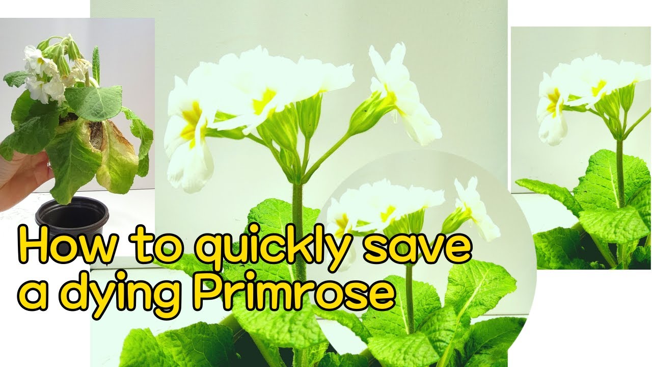 Saving A Dying Primrose In Minutes: Easy Steps To Rescue Your Plant ...