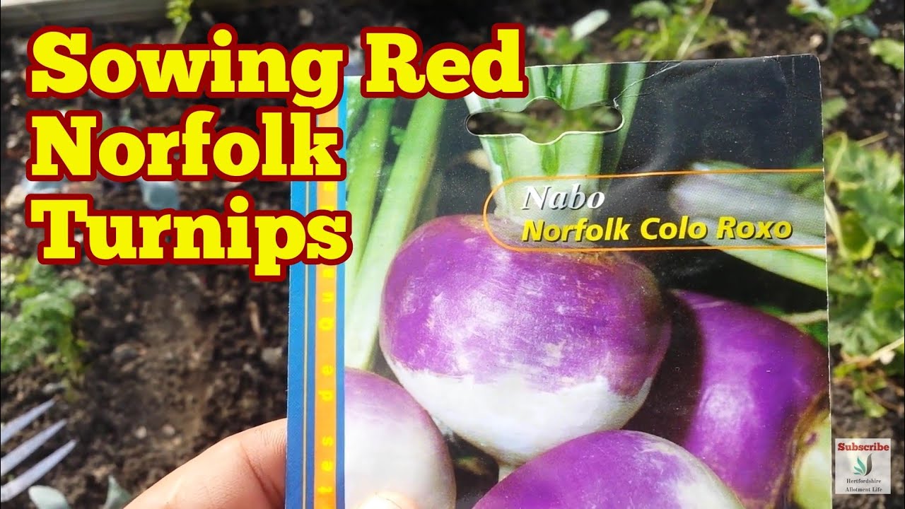 Sowing Red Norfolk Turnip Seeds/ No Dig Organic Allotment Kitchen ...