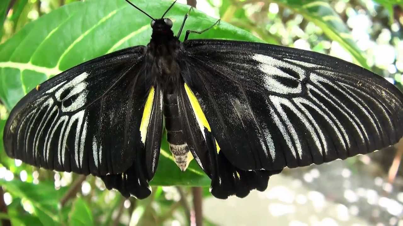 The top 10 of the best butterfly shots with nature sound part 2 - YouTube