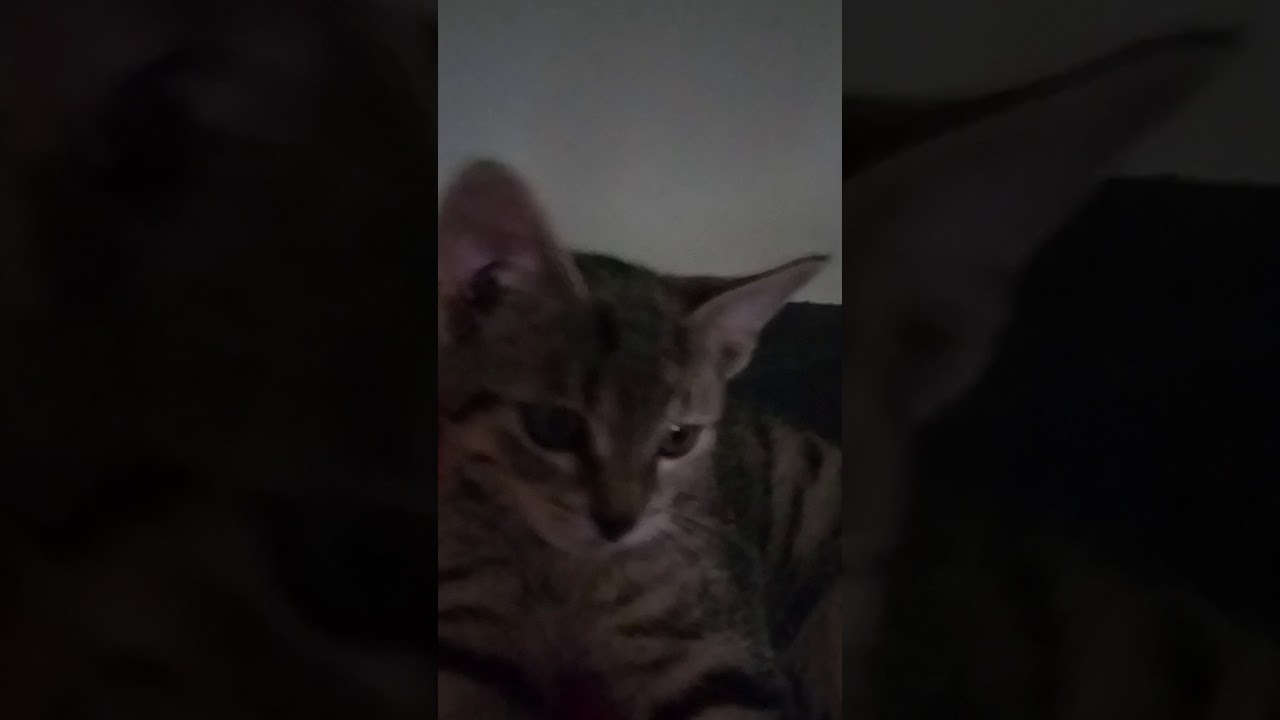 Frodo the cat. - YouTube
