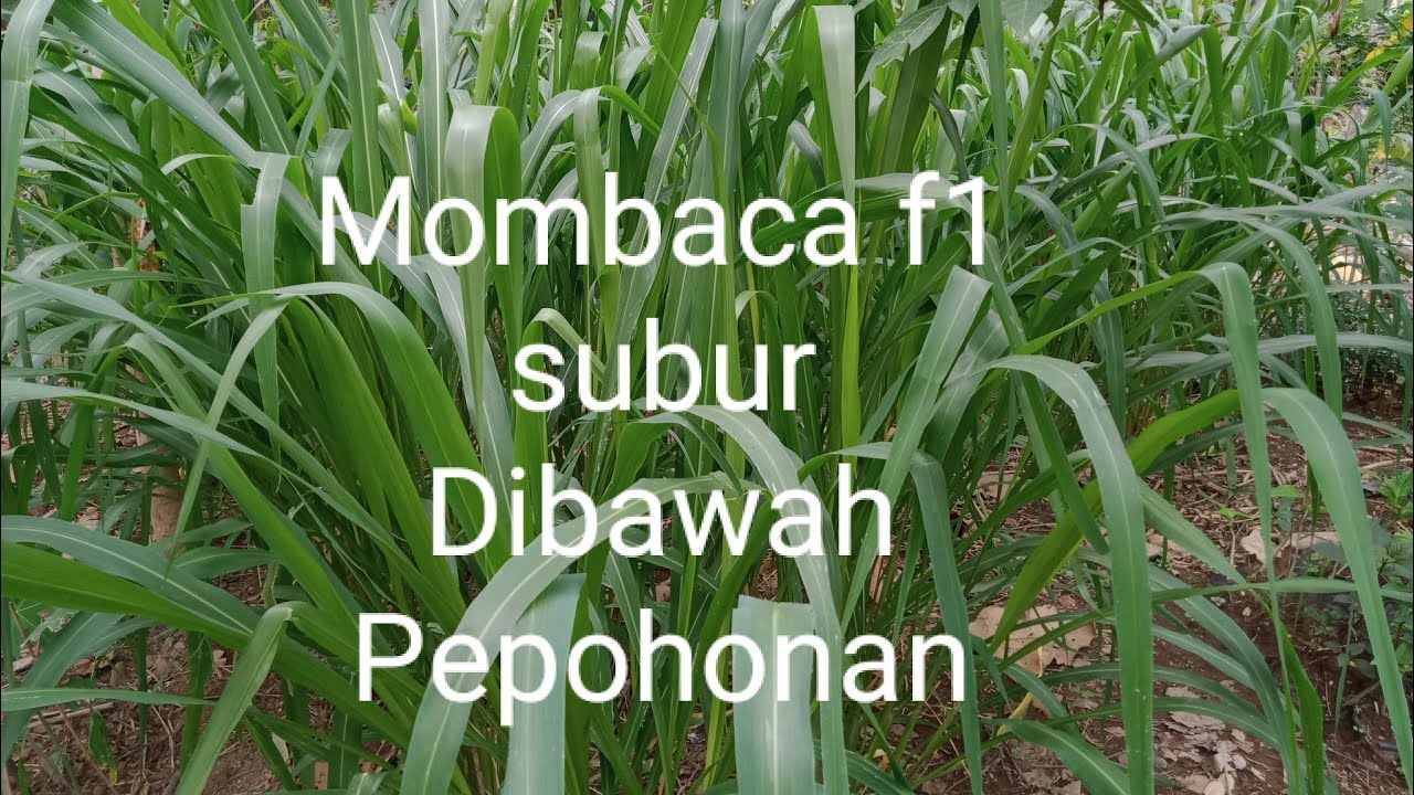 Super mombaca f1 - YouTube