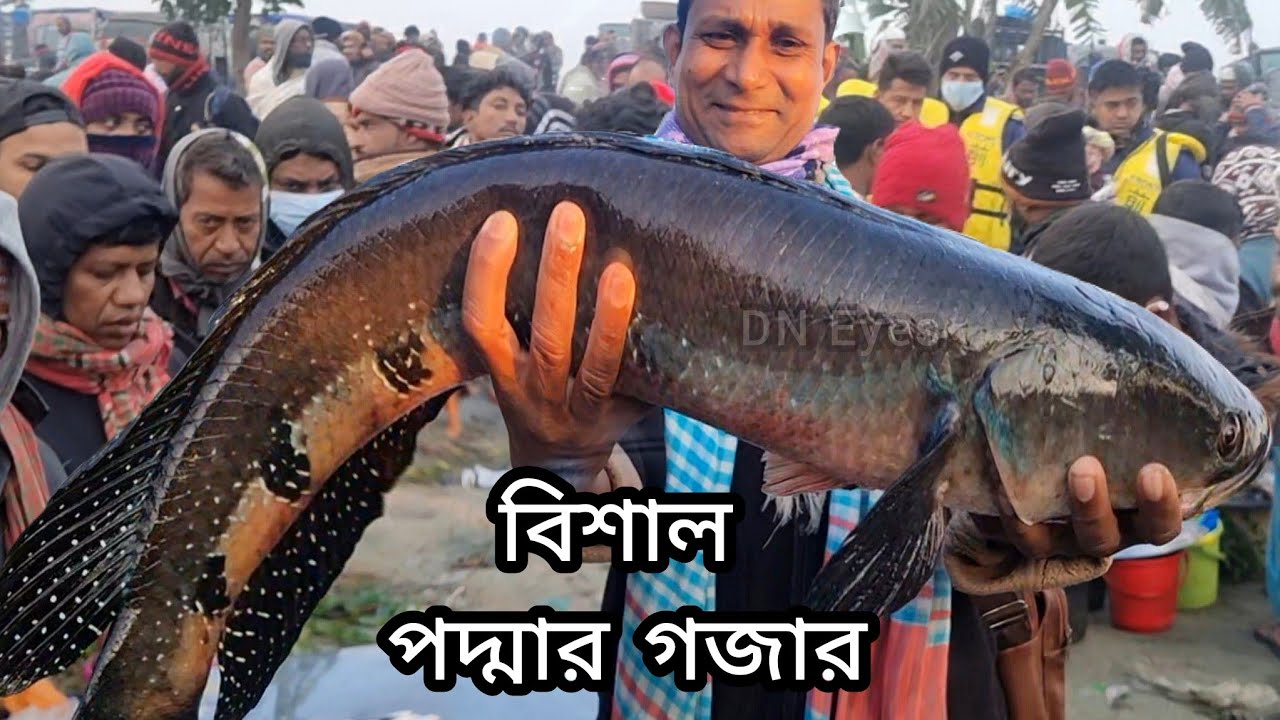 বিশাল বড় "গজার মাছ" পাইকারী নিলামে কত টাকা বিক্রি হলো দেখুন | Gojar ...