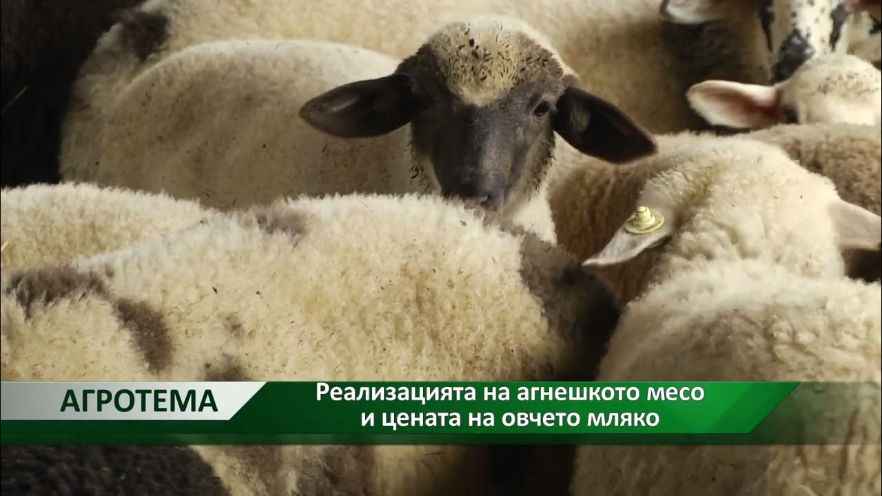 Агротема Реализацията на агнешкото месо и цената на овчето мляко