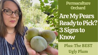 When To Pick Seckel Pears