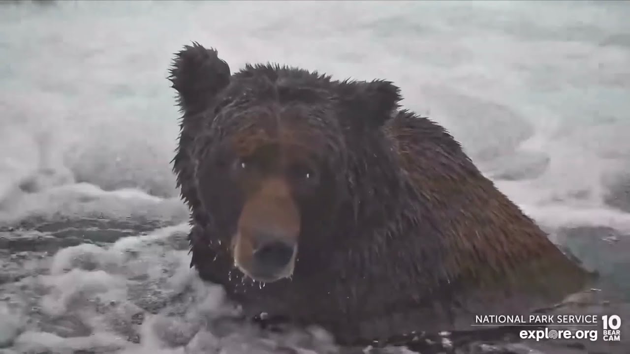 [10/8/2022] 912 "Sitting in the kiddie pool" (Brooks Falls Bears ...