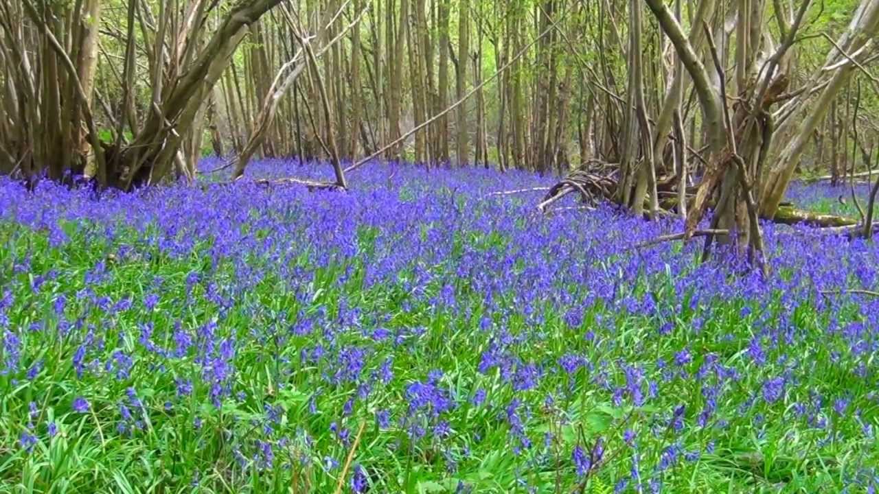 English Bluebell Wood - Nature In Spring - YouTube