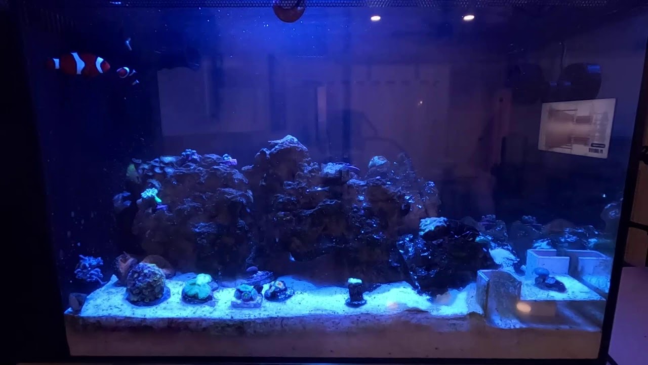 Fluval Nano Reef Tank Live Stream Relaxation - YouTube