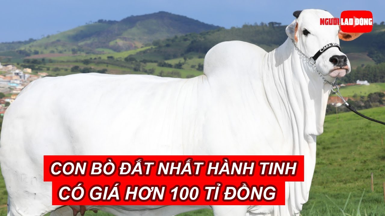 Con bò đắt nhất hành tinh có giá hơn 100 tỉ đồng | Báo Người Lao Động ...