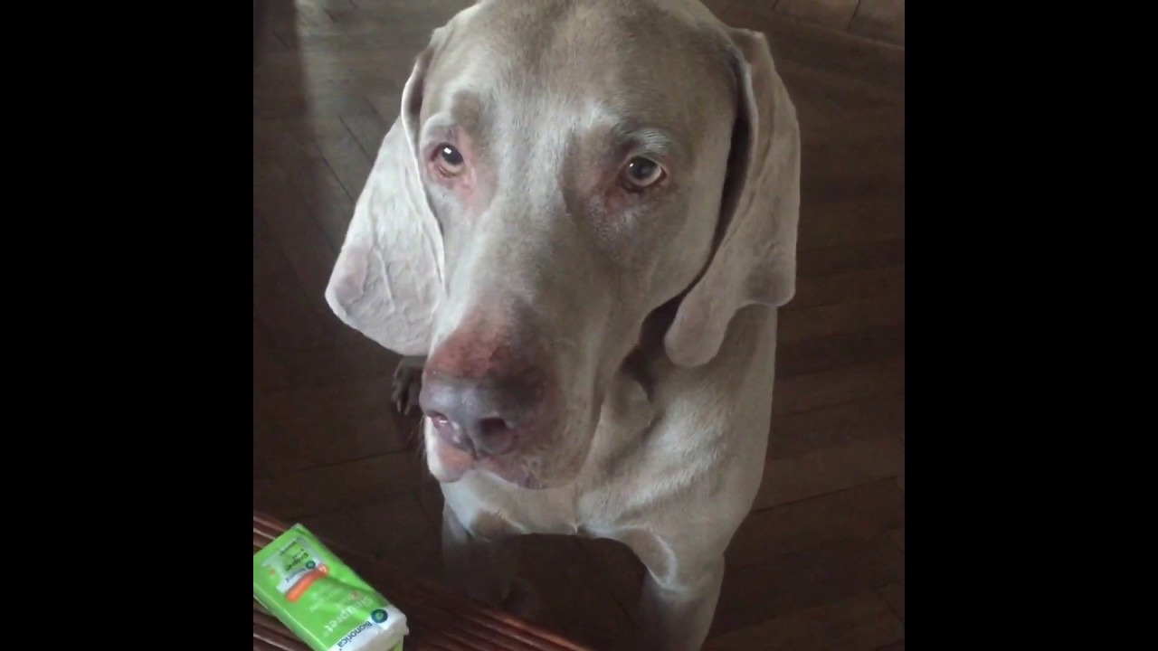 Don't ignore a Weimaraner - making funny noises like a horse and ...