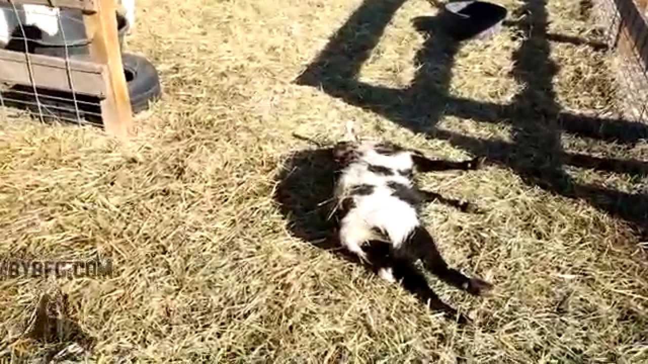 Fainting Goats! Yes, They Faint! - YouTube