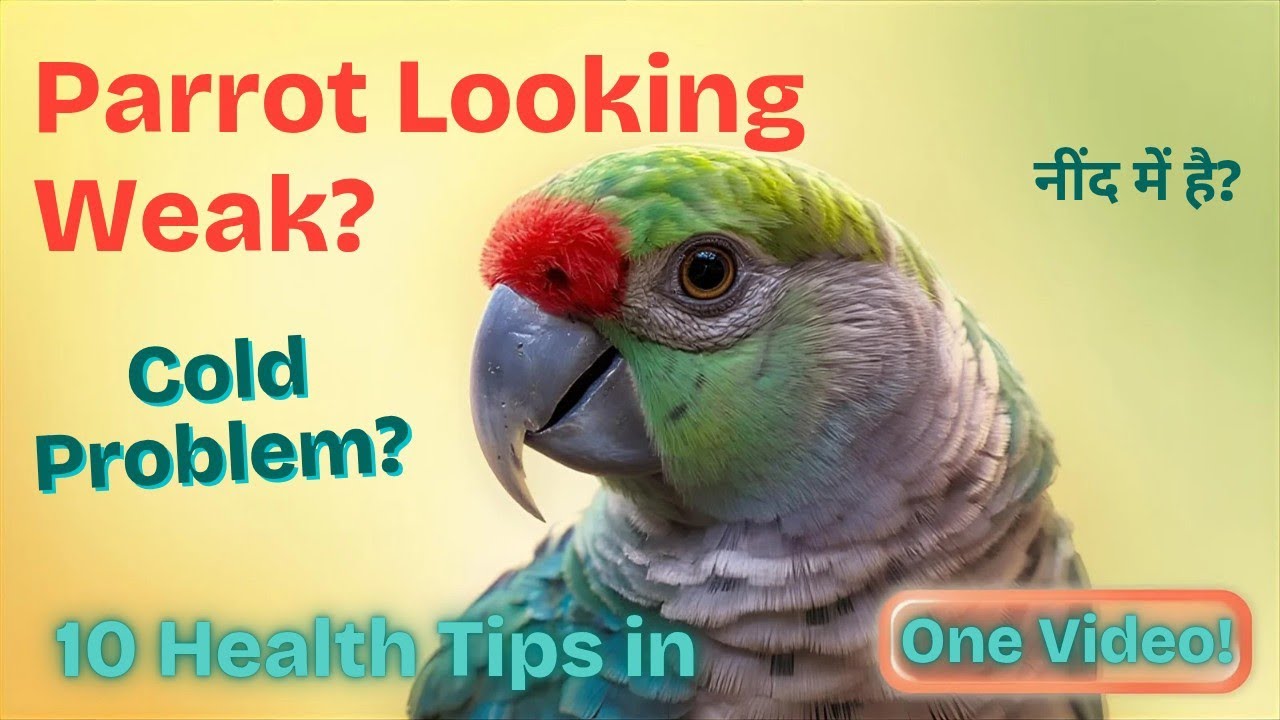 Parrot Looking Weak or नींद में है? 🦜 Cold Problem? 😨 10 Health Tips in ...