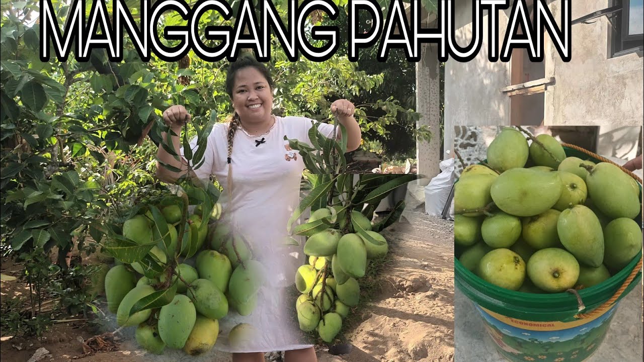 HARVEST TIME[MANGGANG PAHUTAN]🙏 ️😊🥭🥭🥭🥭🥭🥭🥭🤤🤤 - YouTube