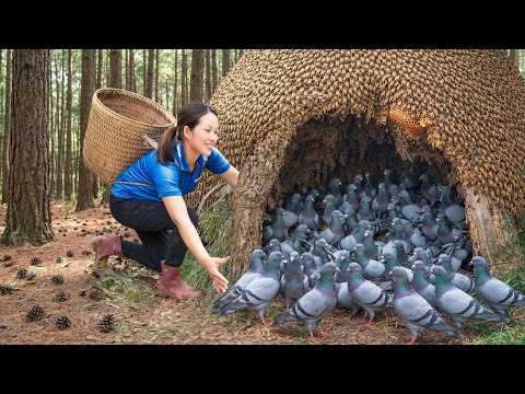 Harvesting Giant Pigeons Under a Pine Tree | DIY Building a House and Caring for Them