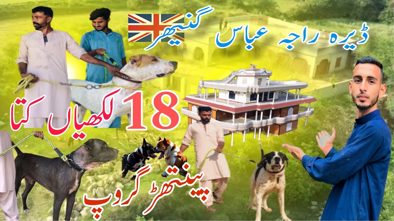 Dera Raja Abas Ghanair Fighting Dogs 18Lakiya Dog/Faizan official - YouTube