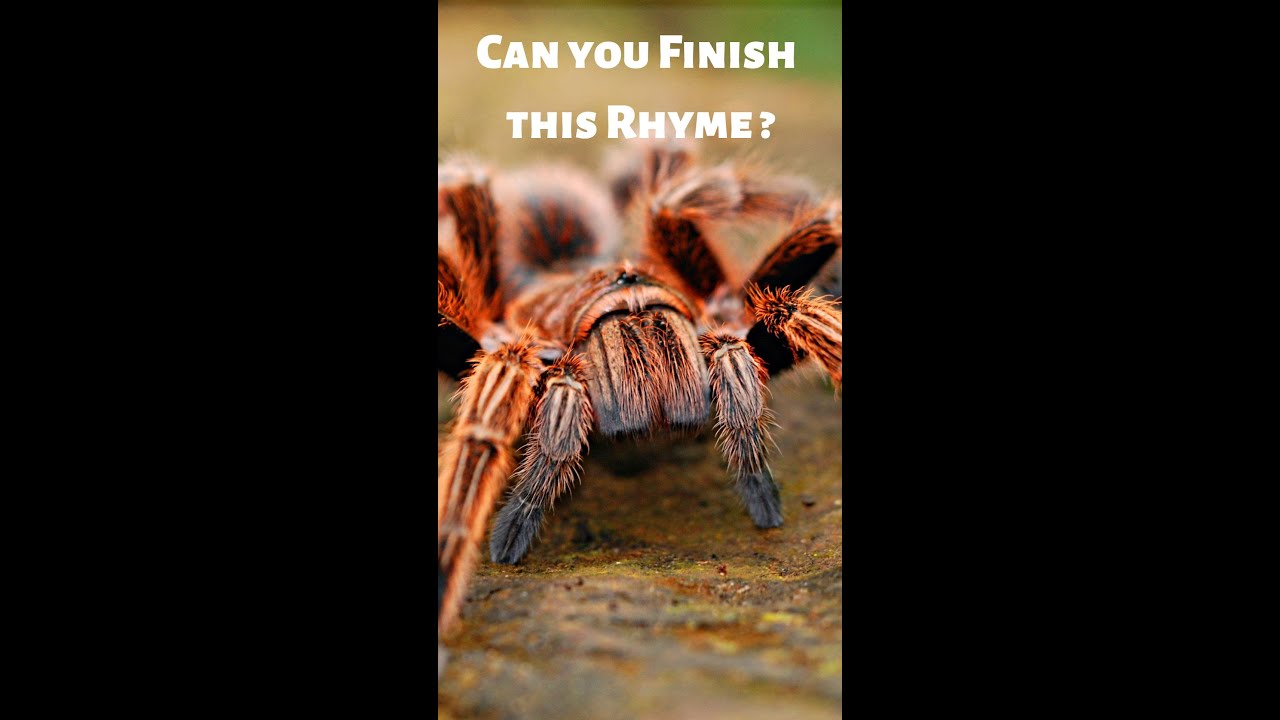 The ITSY BITSY spider went up the waterspout. Down came the rain and ...