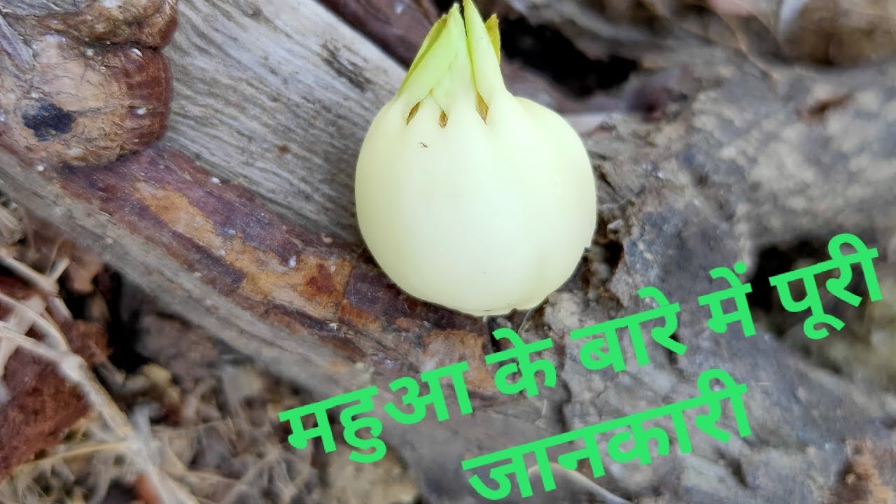 Mahua | महुआ | Mahua tree - introduction, nutritional facts and values ...