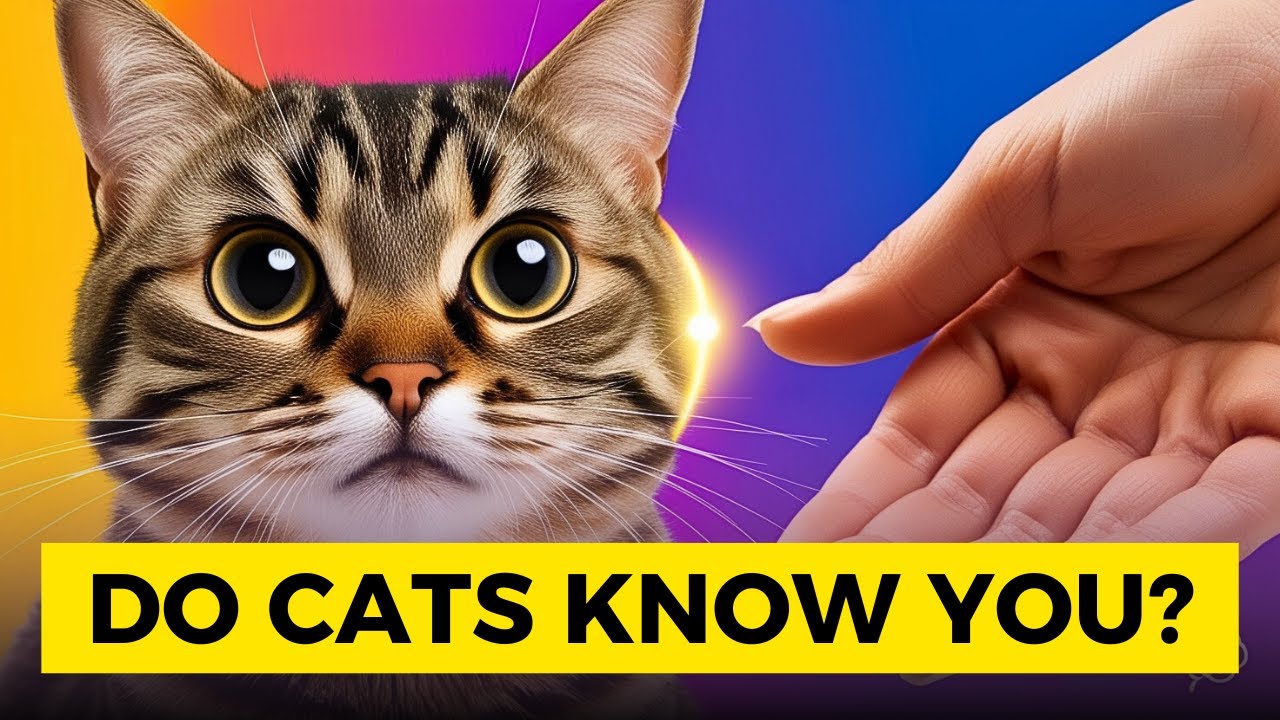 How Cats Recognize Their Owners: The Science Behind Feline Recognition ...