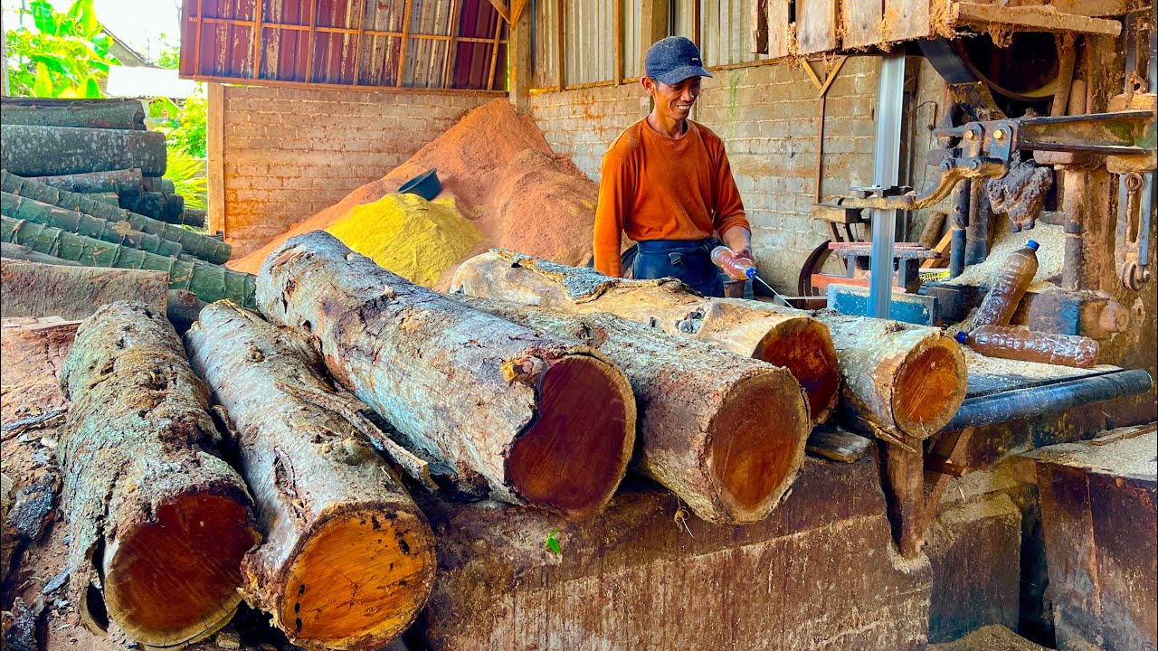 SAWMILL OPERATOR'S ACTIONS AND SKILLS QUICKLY SAWING JACKFRUIT WOOD FOR ...