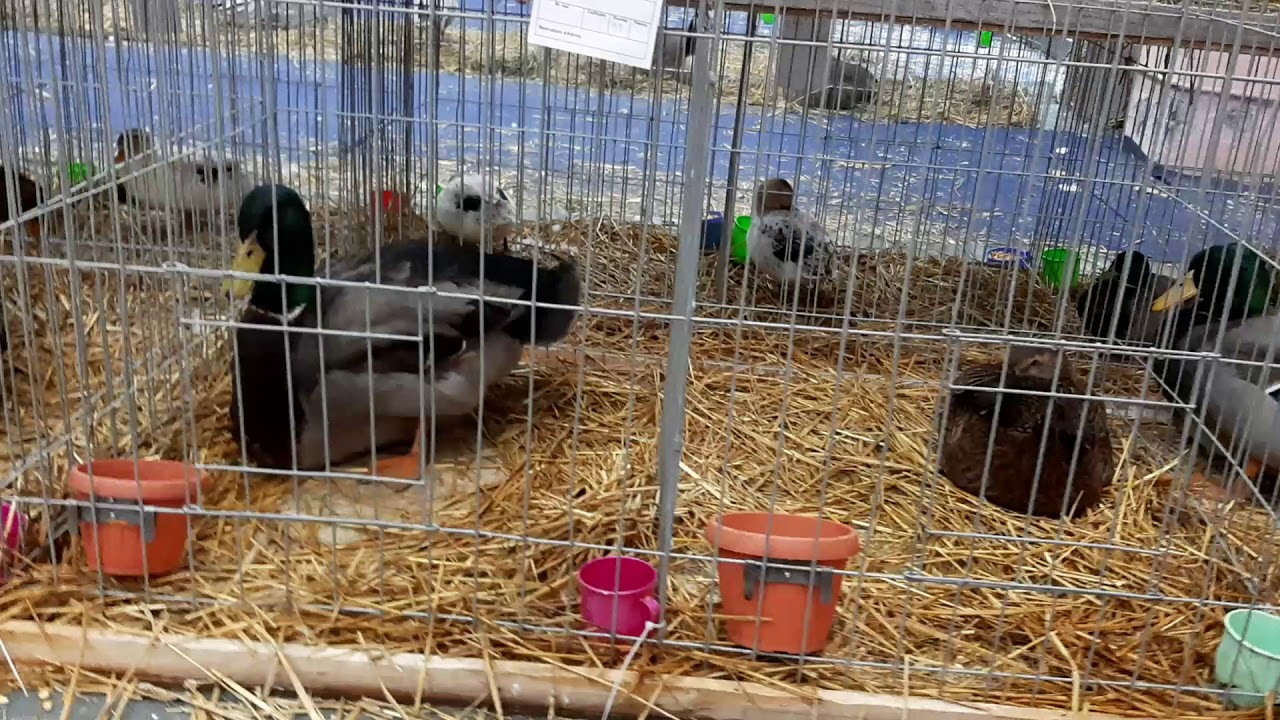 Rouen ducks at Romania national poultry show 2019 - YouTube