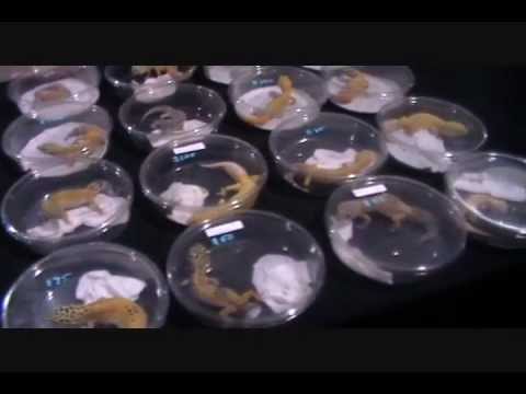 Repticon North Charleston Coliseum July 30 Reptile Expo - YouTube