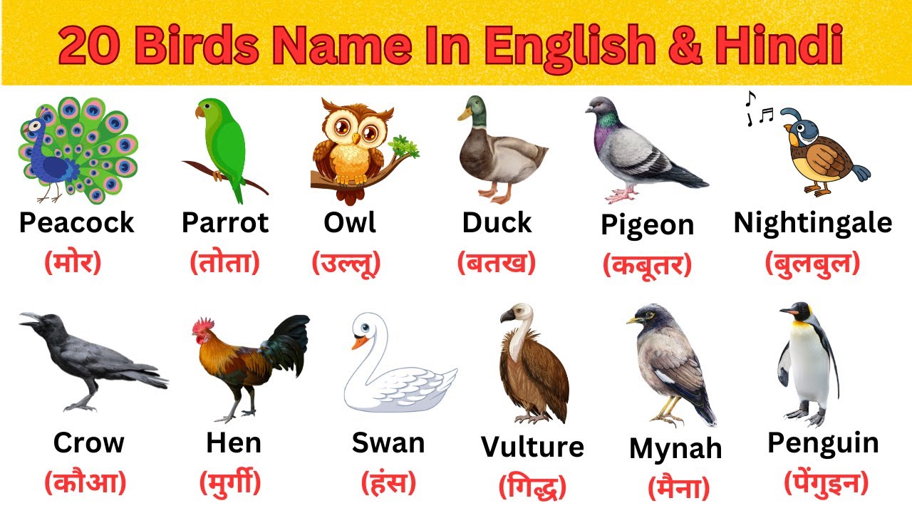 20 Birds Name in English and Hindi | 20 पक्षियों के नाम हिंदी और ...
