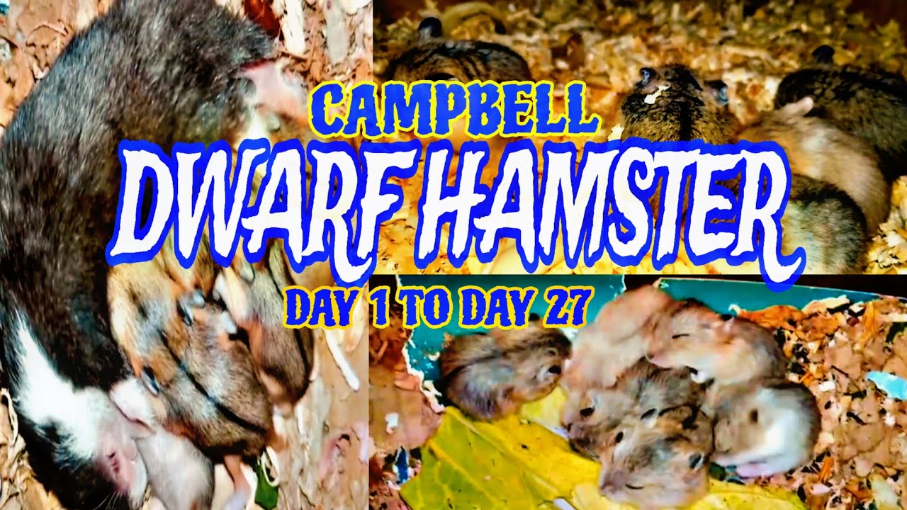 EVOLUTION OF DWARF HAMSTER FROM DAY 1 TO 27!!! - YouTube