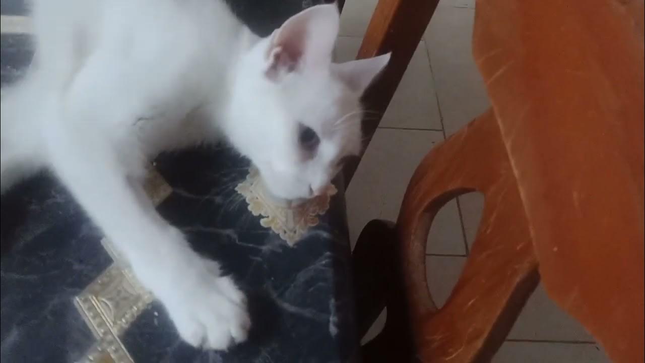 Look At The Cat 3: Look at The Kittens & Look At The Cat - Teaser Video ...