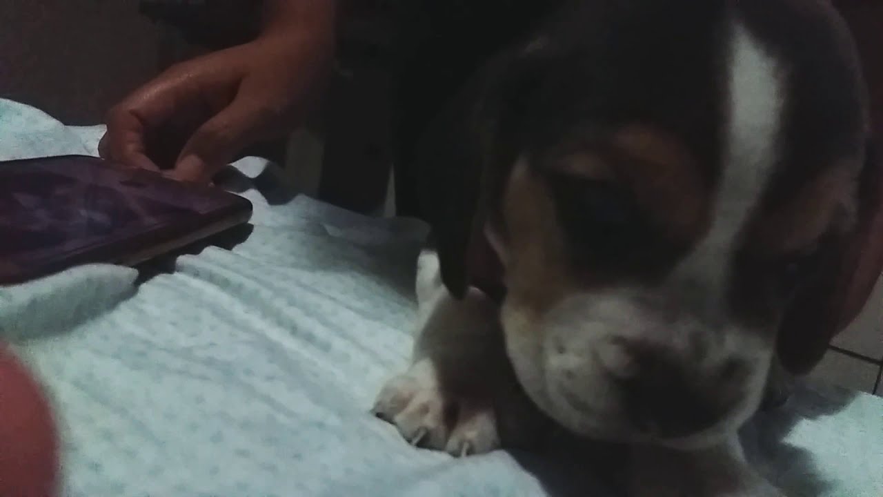Perro viendo una camara - YouTube