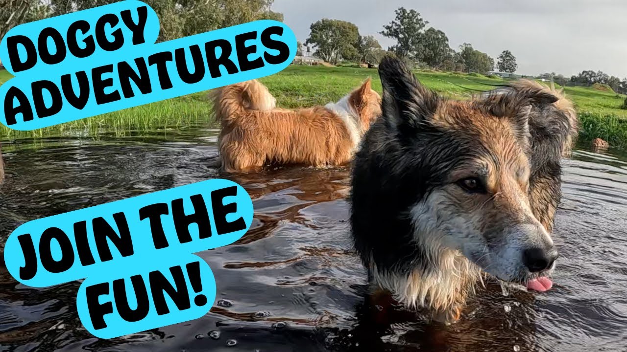 DOGGY DAYS AND FARM STAYS ADVENTURES | PUDDLES | FUN AND MORE NEW DOGS ...