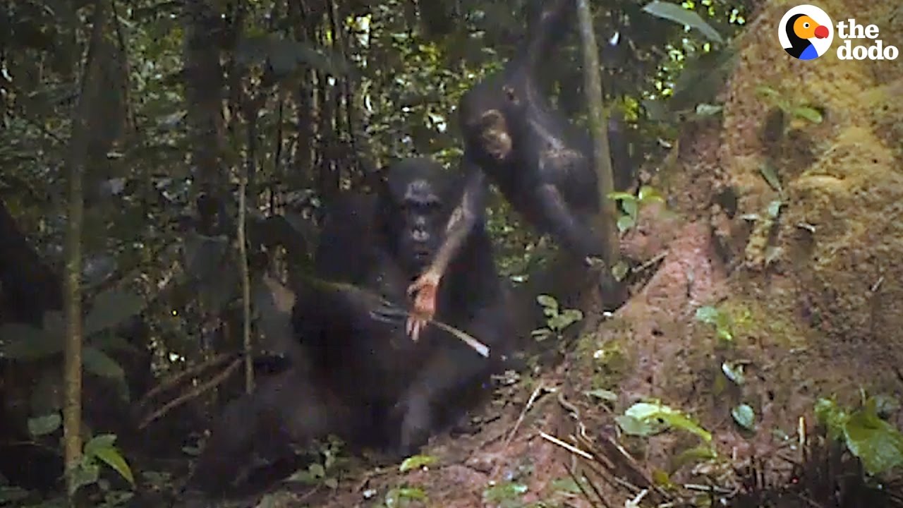 Chimp Mom Teaches Her Kid To Use A Tool - YouTube