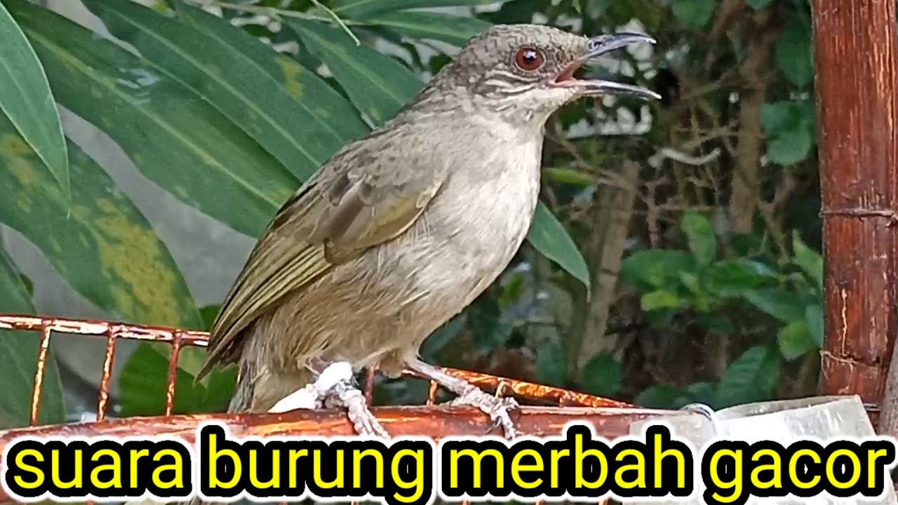 SUARA BURUNG MERBAH GACOR NGERIWIK DAN NGEBREN MANTAP TO PANCINGAN ...