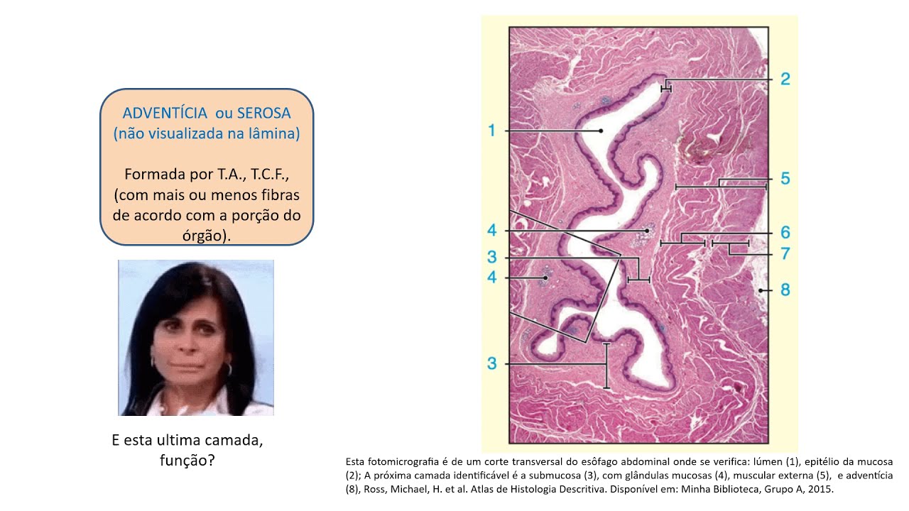 Histologia Do Epitelio Do Esofago Histologia Do Estômago