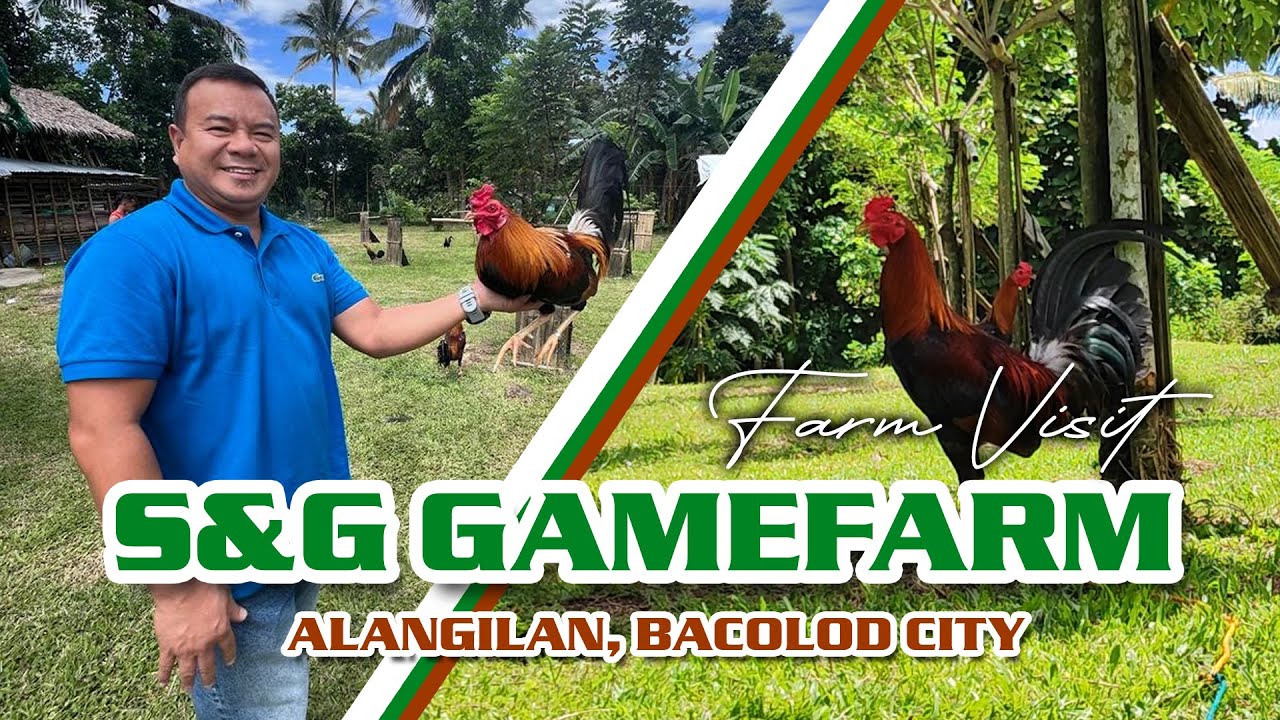 Farm Visit @ S&G Gamefarm (YELLOW LEGGED HATCHES) - YouTube