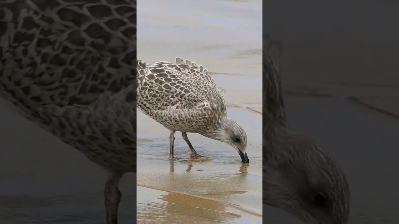 A beautiful albatross bird hunting and eating fish #animals #reels # ...