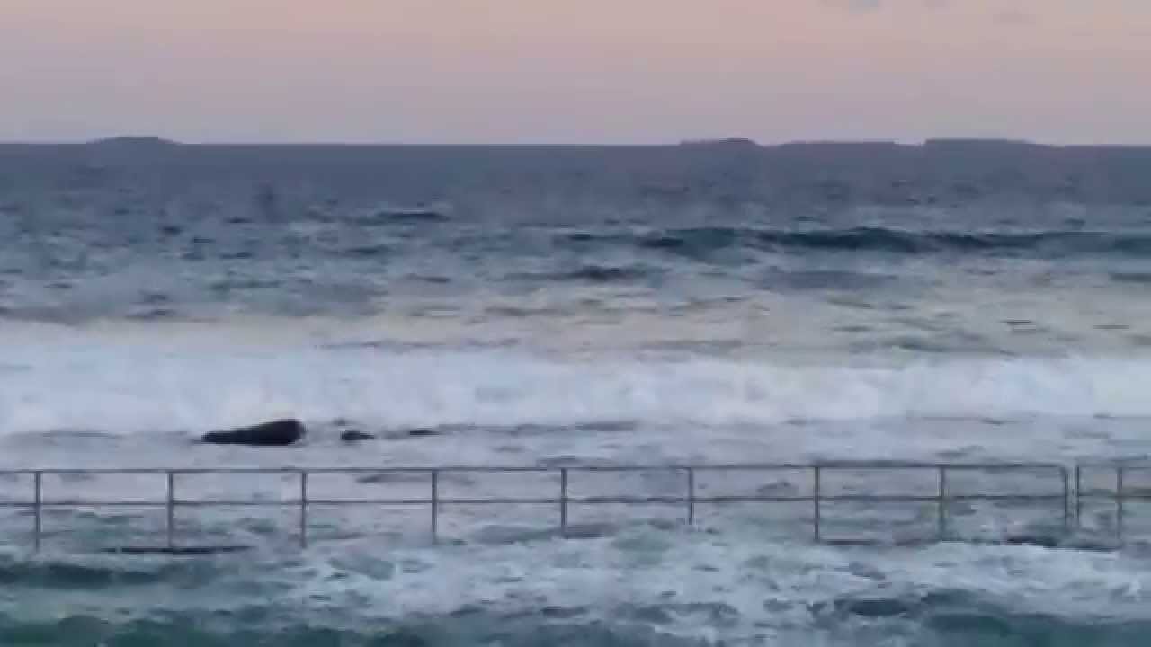Towradgi Rock Pool - YouTube