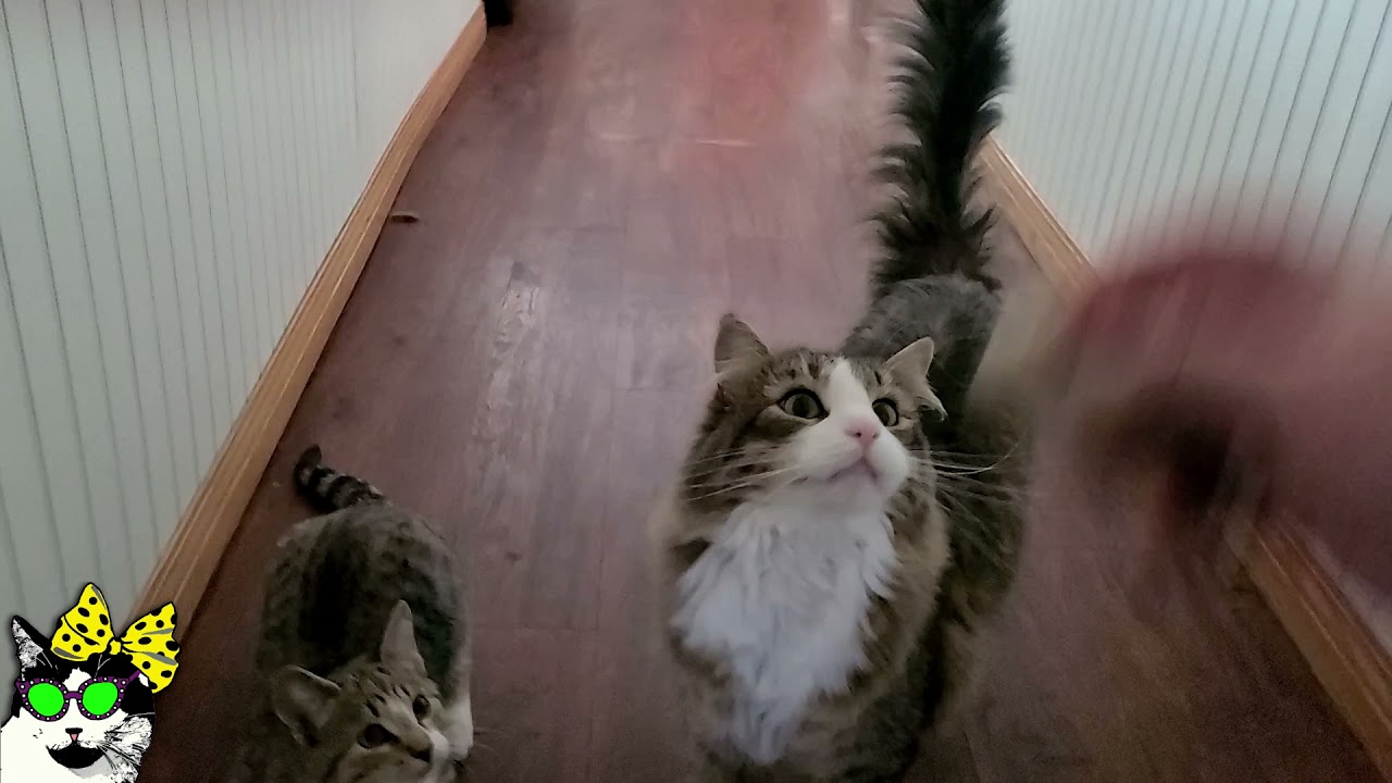 Welcome to Catudio, the Cat Film Studio. - YouTube