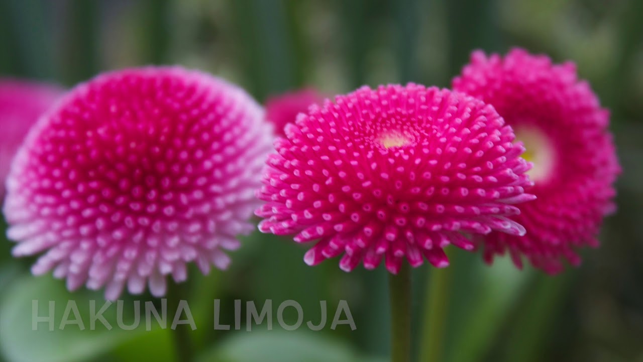 MAUA MAZURI YAPENDEZA. - YouTube