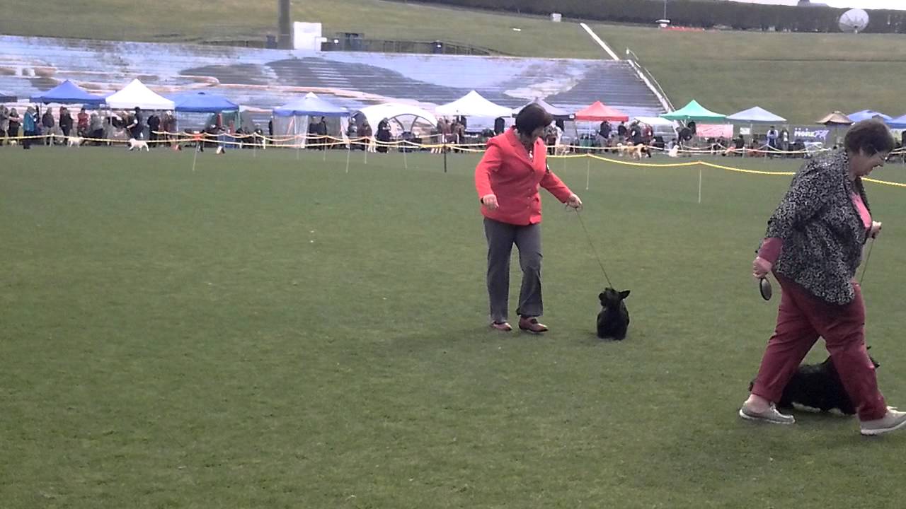3 rotorua dog show - YouTube
