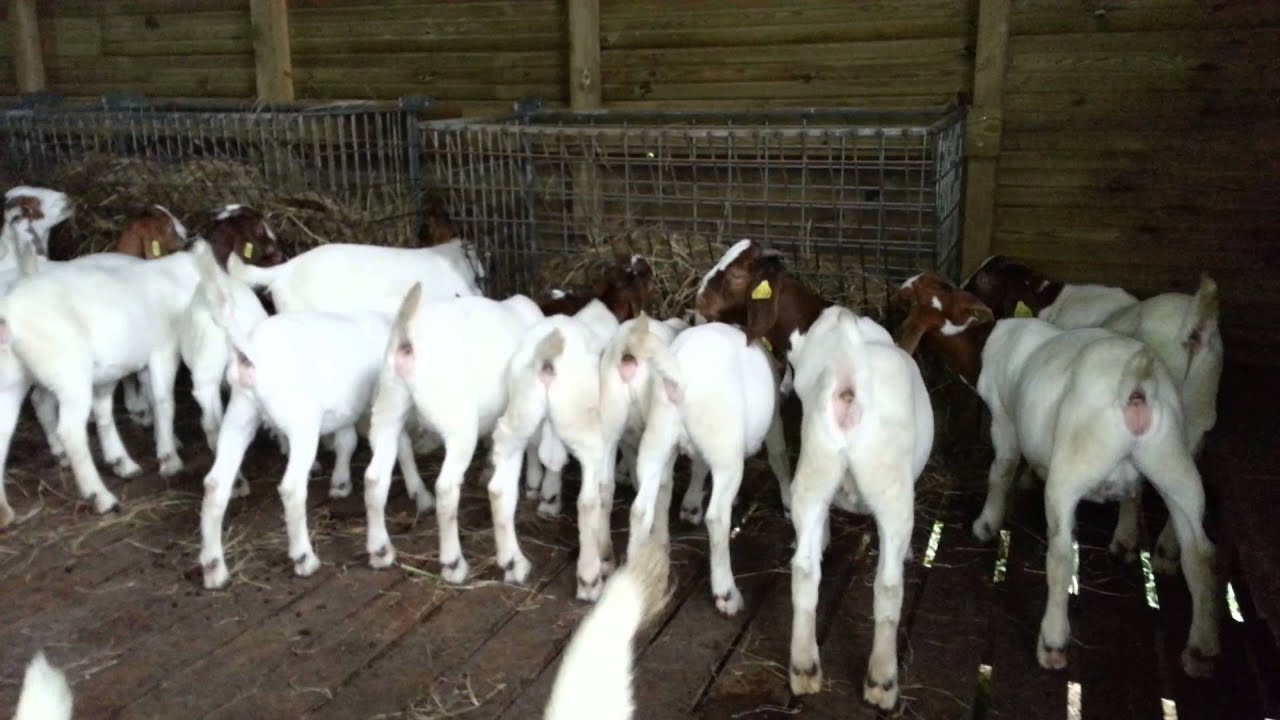 Boer goat 100% : Comment reconnaître un élevage de croisés ? - YouTube