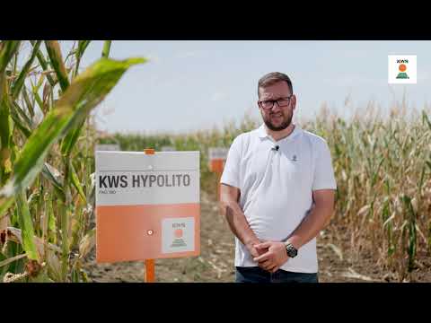 KWS hibridi kukuruza |FAO grupe 200 i 300|