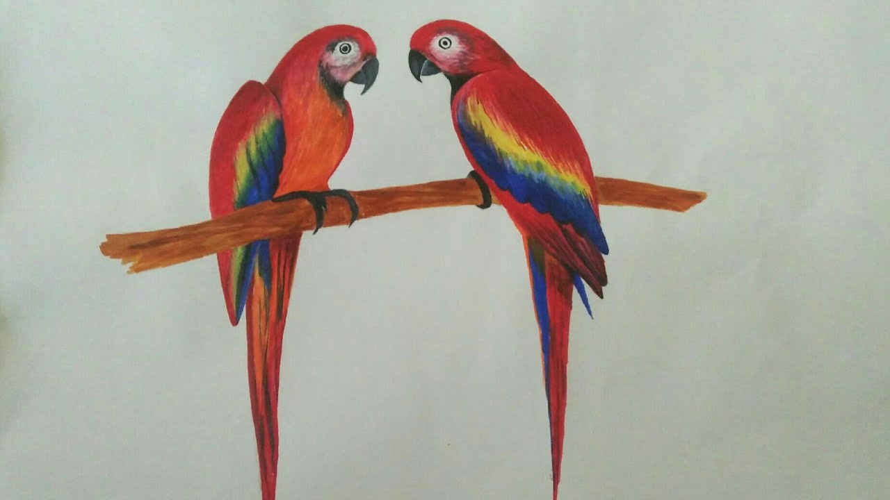 How to draw a parrot /Two parrots in love by painting sketch /How to ...