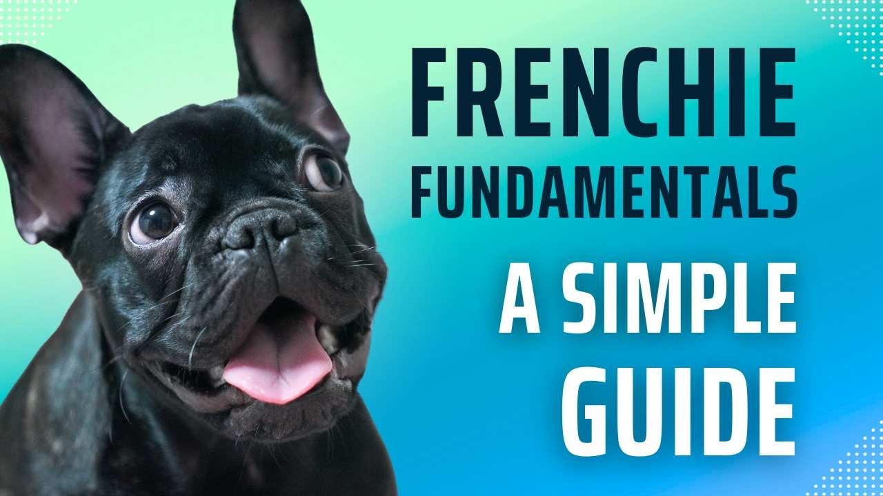 Frenchy Paws 101: A Beginner's Guide to French Bulldogs - YouTube