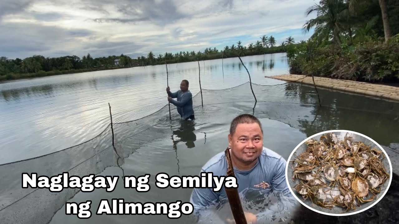 Naglagay na ng semilya ng Alimango vlog753 - YouTube