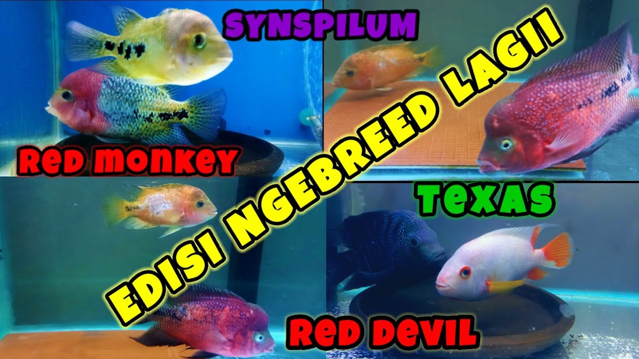 Menjodohkan ikan Cichlid Synspilum, Red Monkey, Texas Dan Red Devil # ...