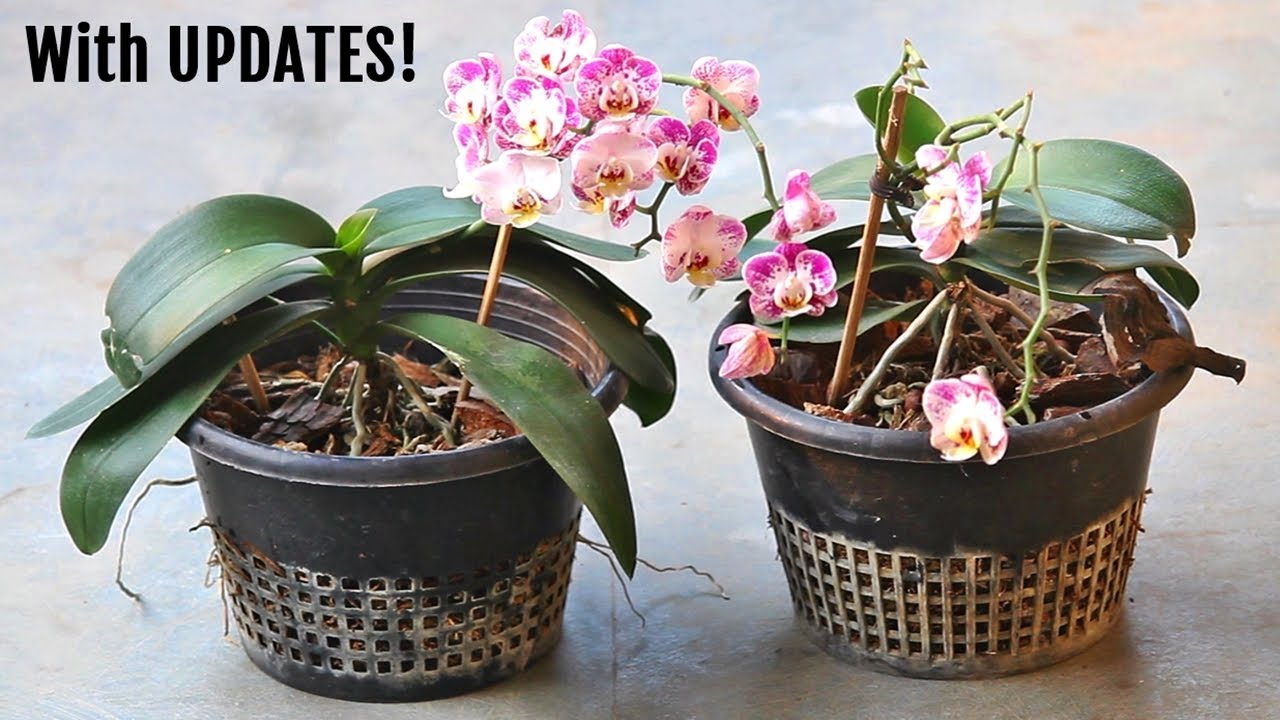 Growing Orchids at home is SUPER easy, A-Z guide for beginners! - YouTube